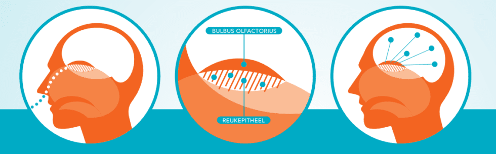 Do I have Parosmia or Fantosmia? - MediSense | Smelltest.eu